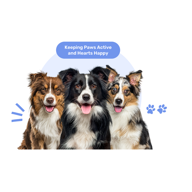 Sauro Active Paws - Welcome toSauro Active Paws