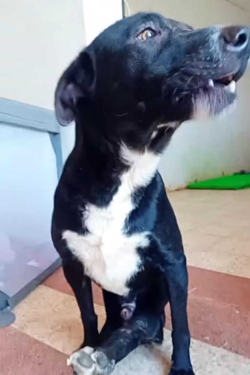 Tom - Peace and Love Shelter