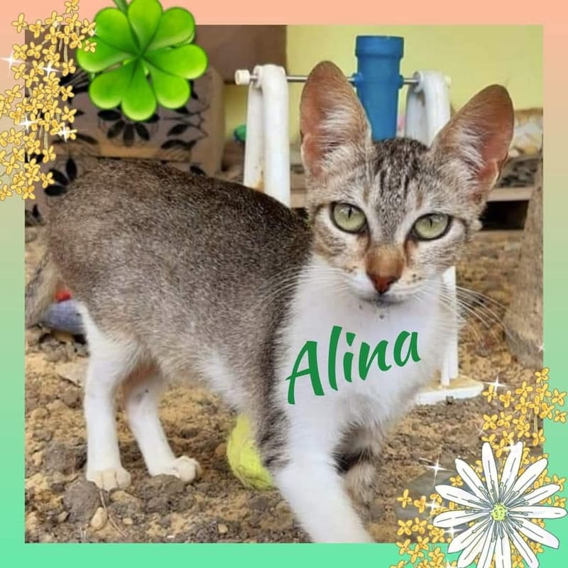 Alina - Peace and Love Shelter