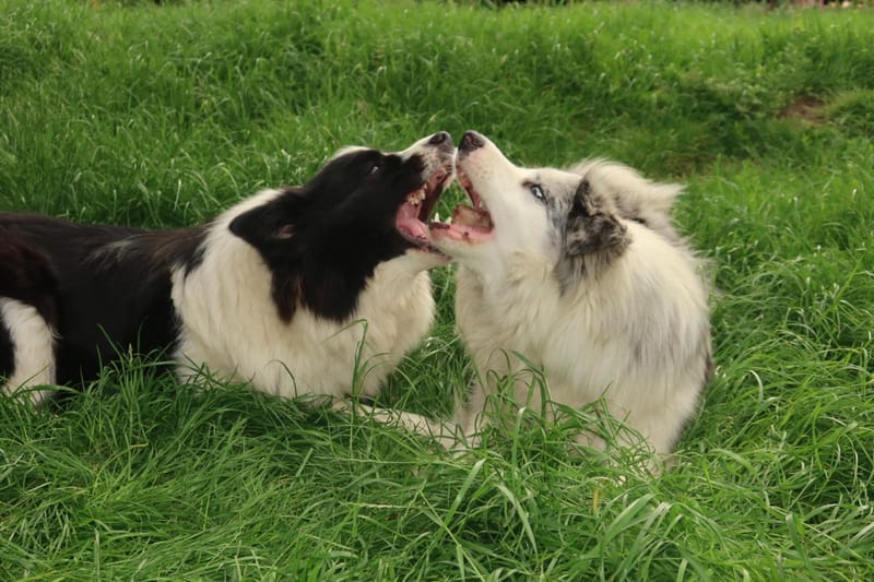 Hodowla Border Collie STAR FROM LOWER SILESIA FCI - Hodowla Border Collie