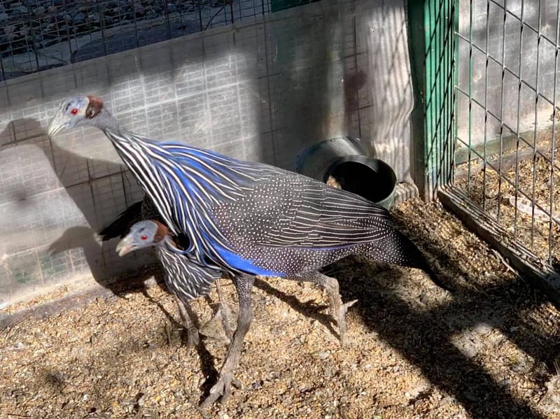 Red Junglefowl Hatching Eggs /EGG - Palm Farmsteads