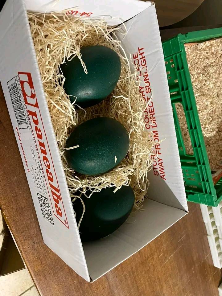 Ostrich Chicks- Sexed -NA - Palm Farmsteads