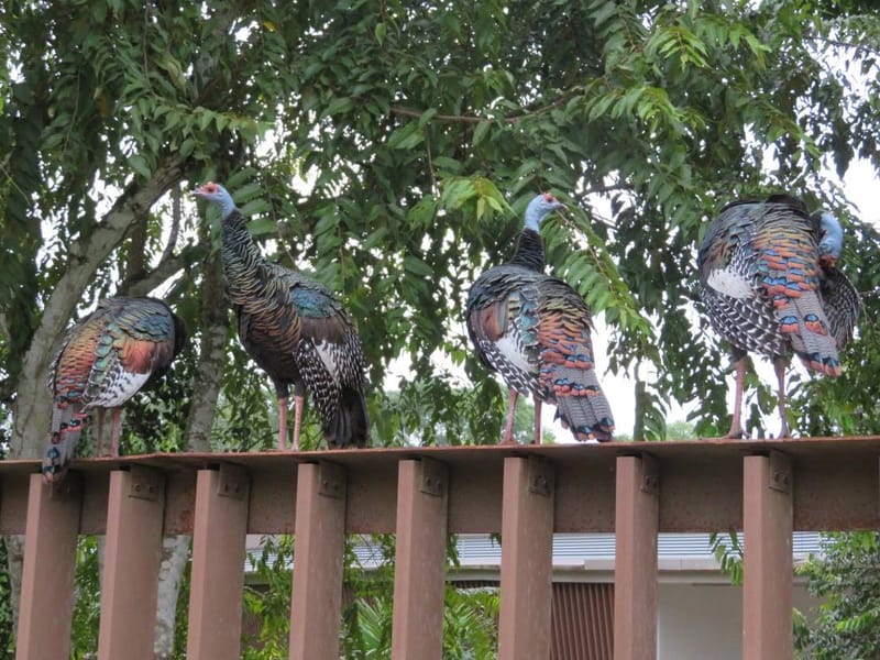 Red Junglefowl Hatching Eggs /EGG - Palm Farmsteads