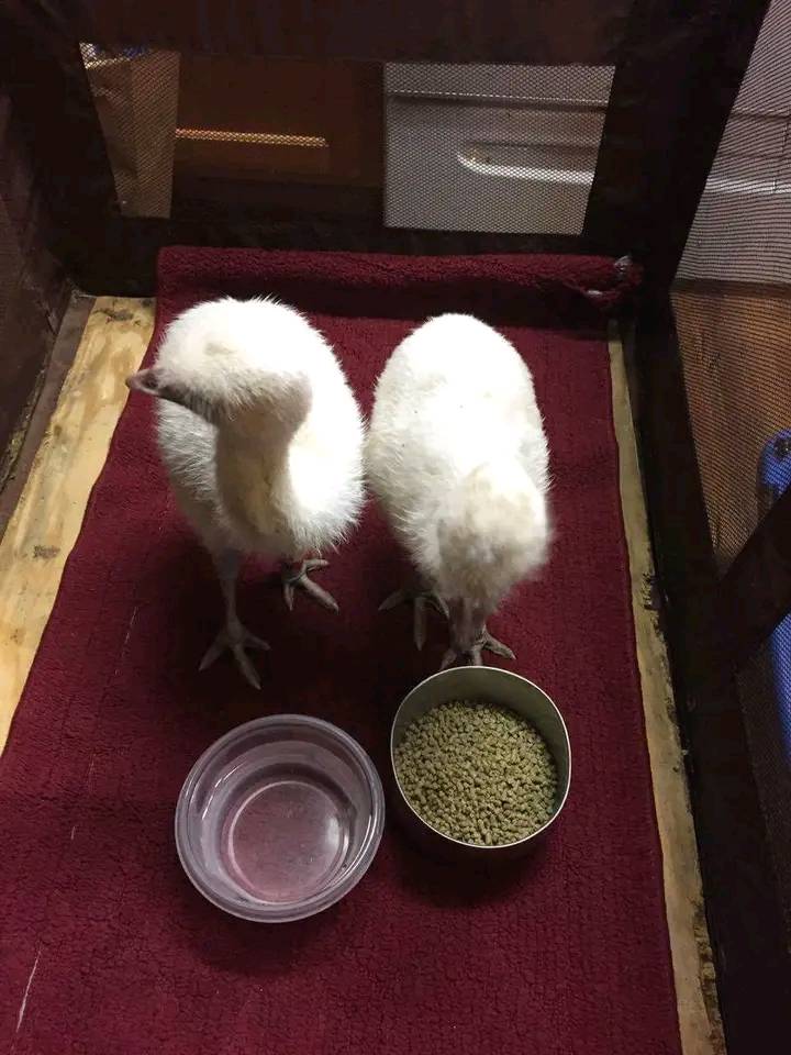 Ostrich Chicks- Sexed -NA - Palm Farmsteads