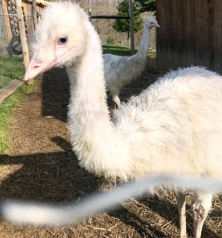 Ostrich Chicks- Sexed -NA - Palm Farmsteads