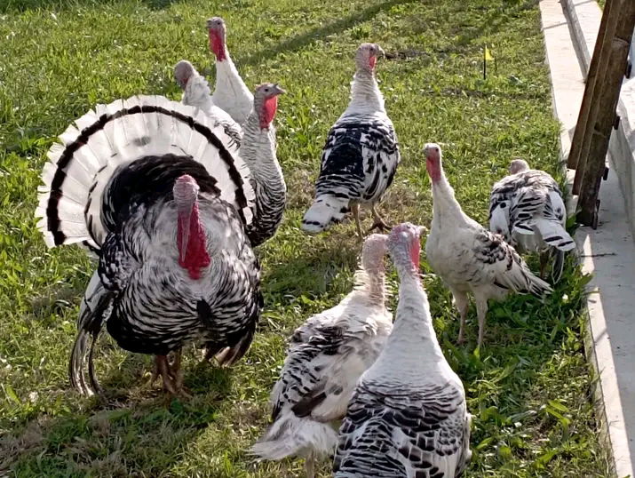 Turkeys - Palm Farmsteads