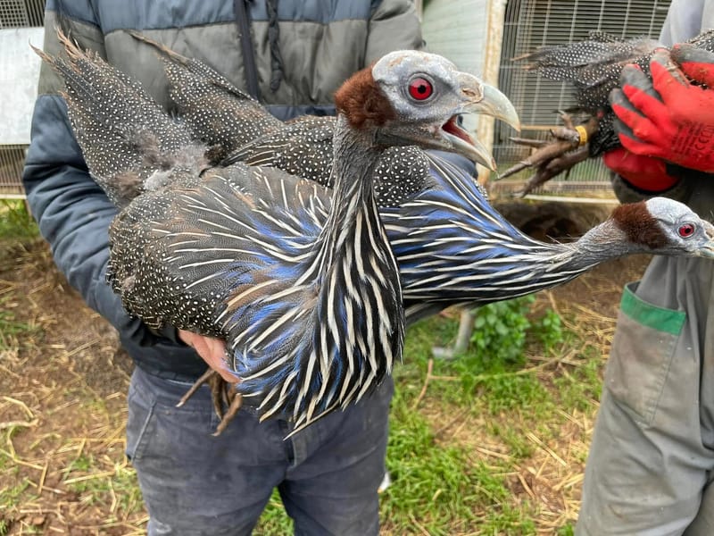 Red Junglefowl Hatching Eggs /EGG - Palm Farmsteads