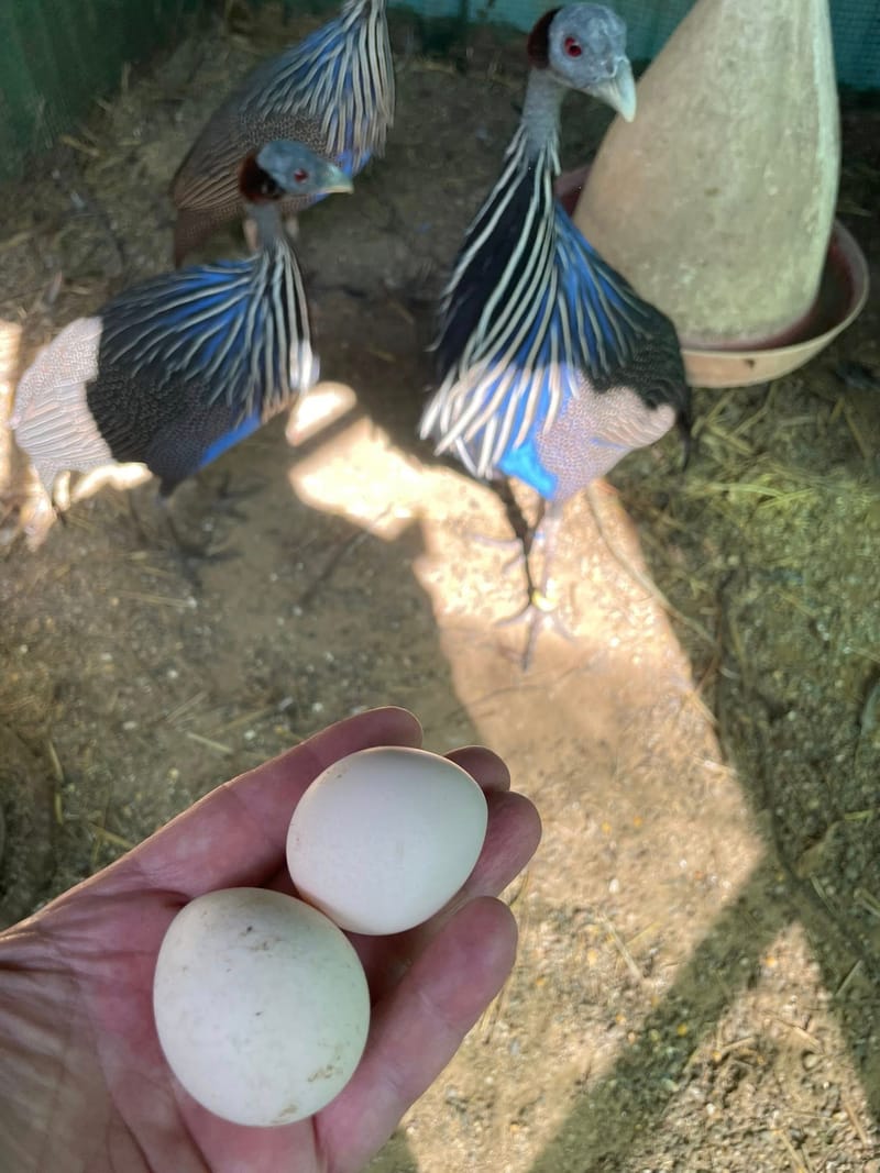Red Junglefowl Hatching Eggs /EGG - Palm Farmsteads