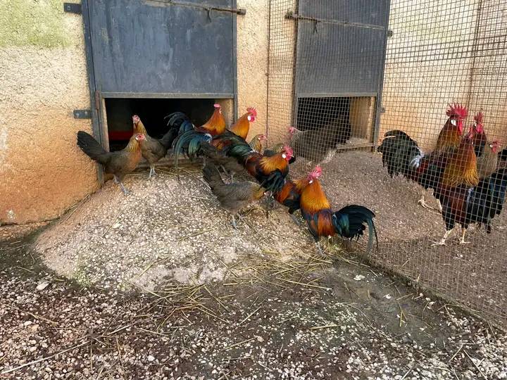 Red Junglefowl Hatching Eggs /EGG - Palm Farmsteads