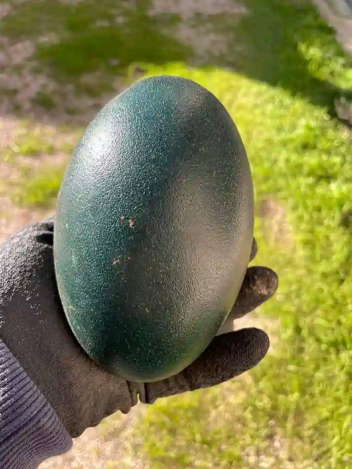 Ostrich Chicks- Sexed -NA - Palm Farmsteads