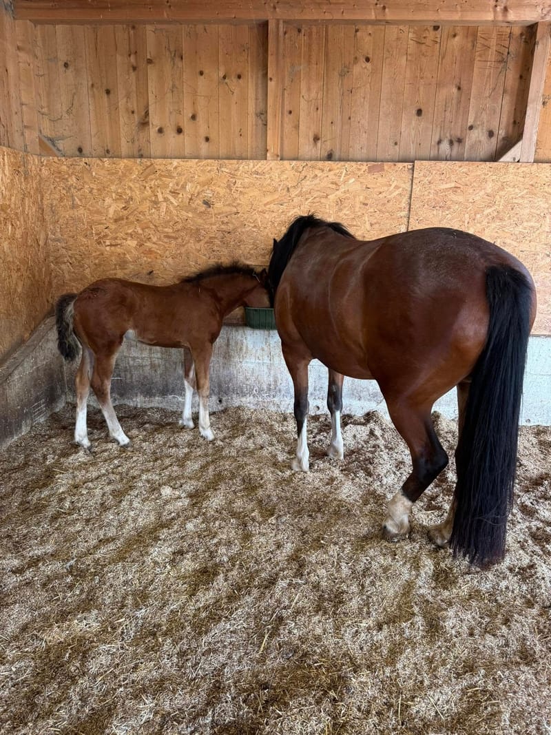 Braun - Fohlenverkauf