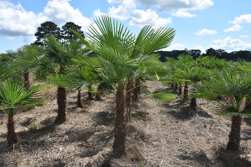 BnB Windmill Palm - Wayne's Nursery INC