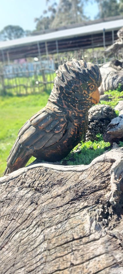 Red-tailed Black-Cockatoo - Shlomit Moria
