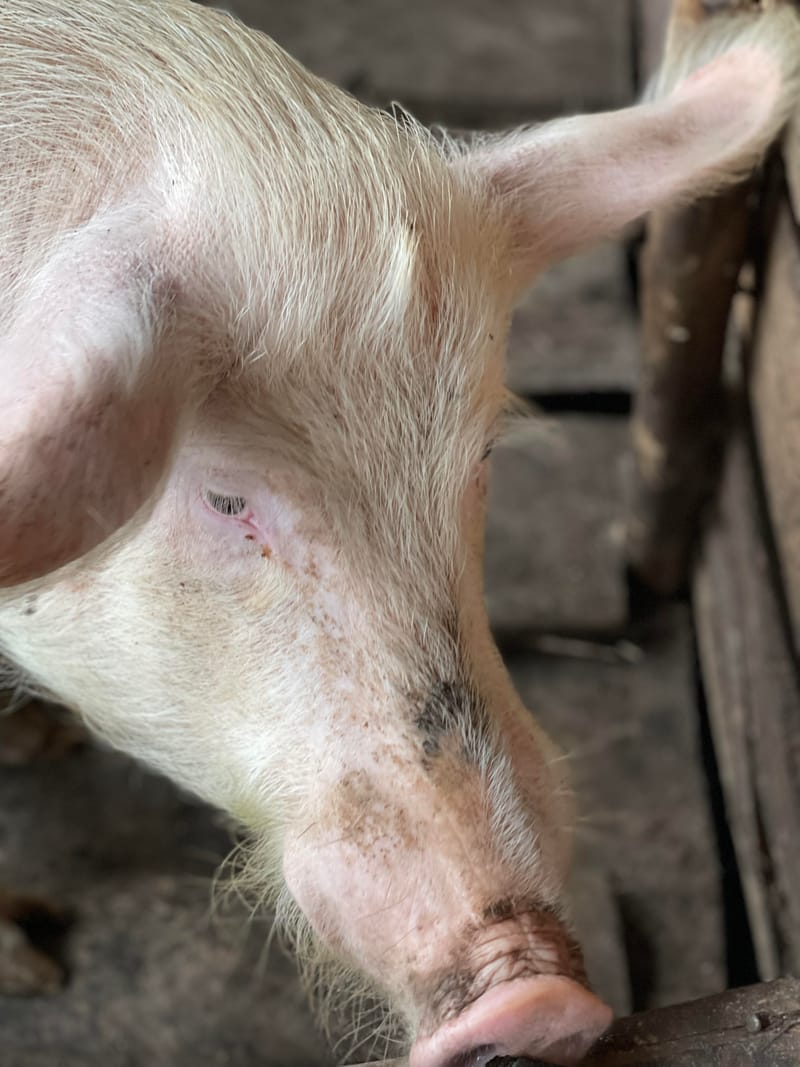 Impact Story No.5 (2024) Murhabazi Safari Justin - Agripreneurship Alliance