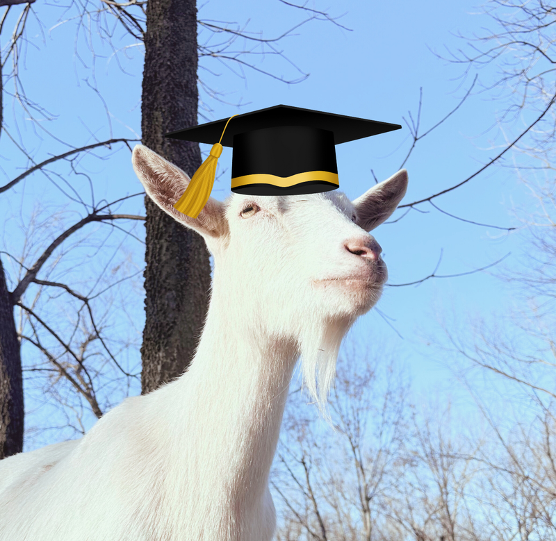 Goat University - Goat Yoga, Cheese Making, Hiking & Soap Making