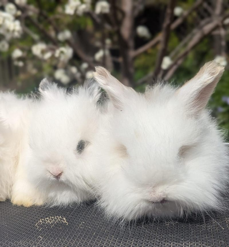 Alpine Rabbitry & More.. - Alpine Rabbitry & more.. Follow us on ...