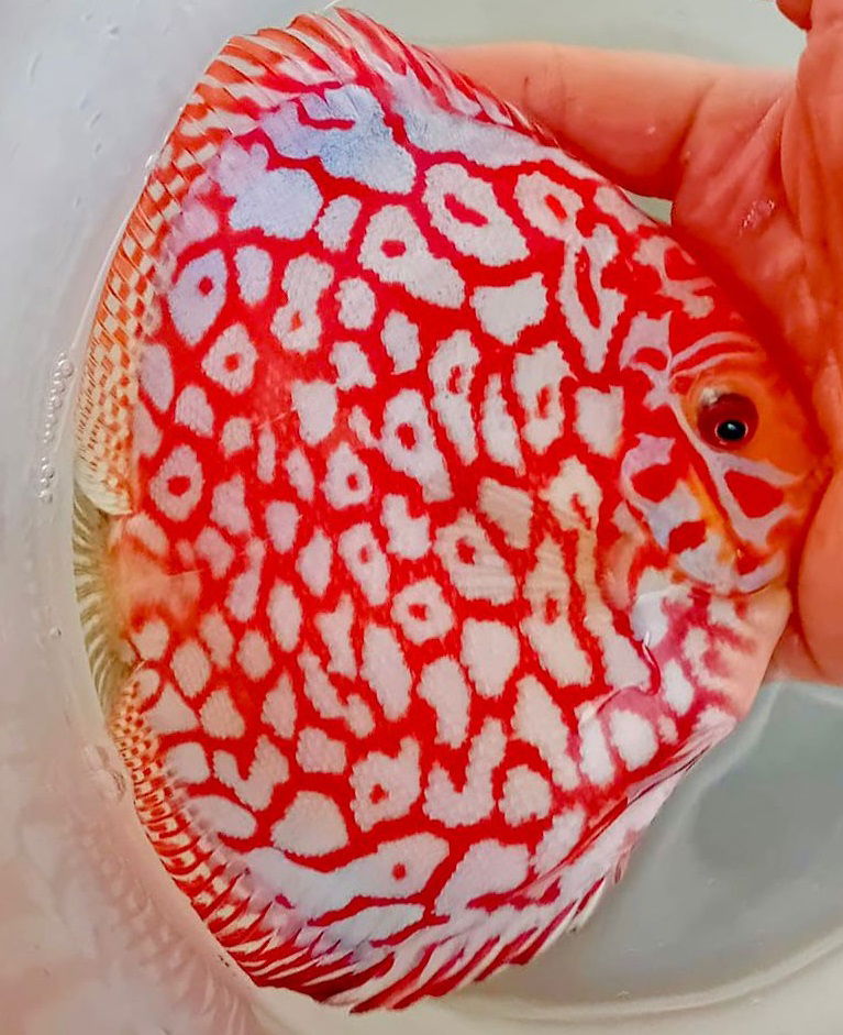 Pterophyllum & Discus - Alex's zebra