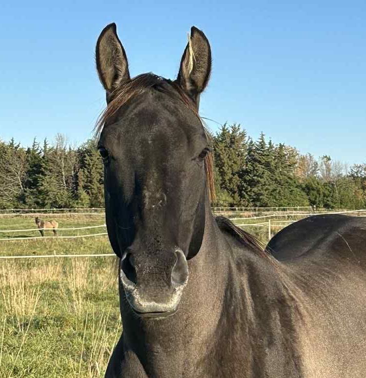 Double Shota Baileys