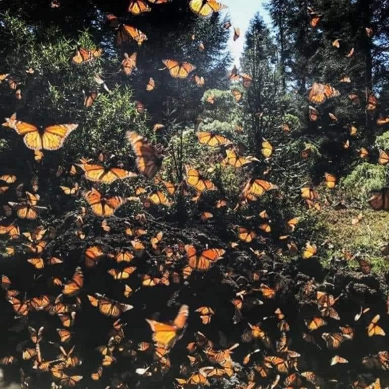 Enero - Azteca Travel Tours Art CDMX