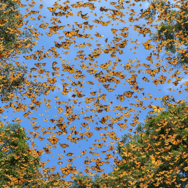 Enero - Azteca Travel Tours Art CDMX