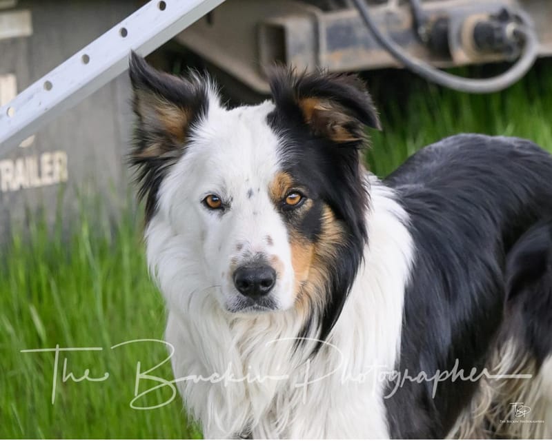 Rafter V Ranch - Home of Ranch Dog Inc.