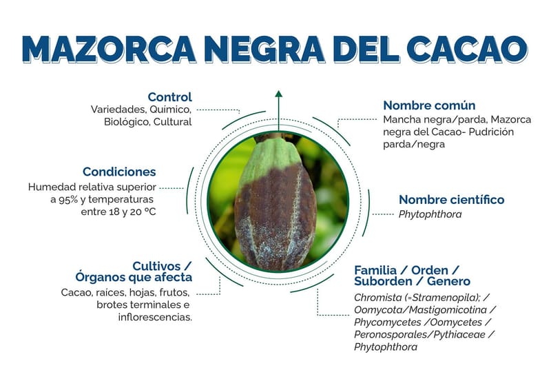 Mazorca negra del Cacao - Pudrición parda o negra -Mancha negra - Phytophthora sp. - AgriConsult ...