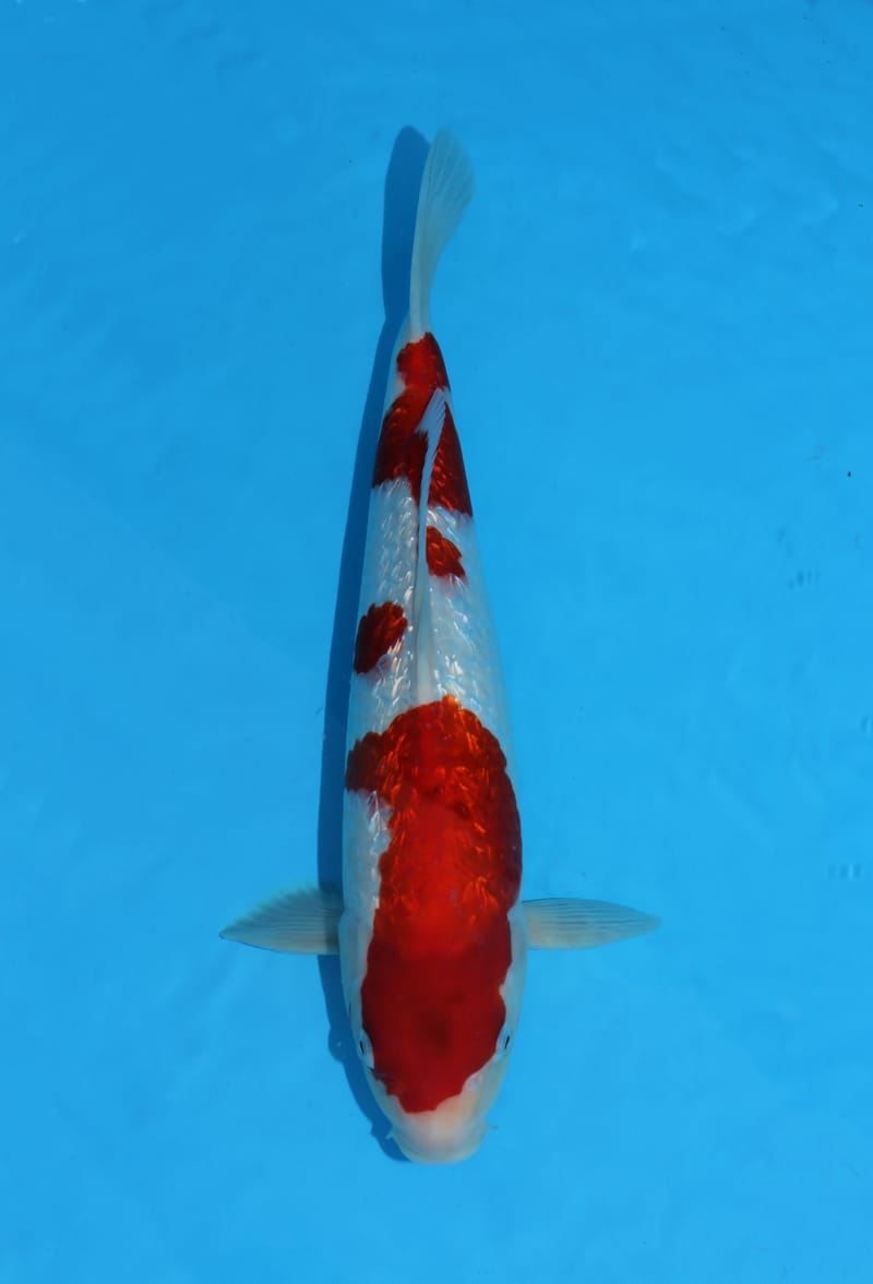 Howie Koi Dorset aquatic shop Dorchester aquatics Fish uk for sale aqu