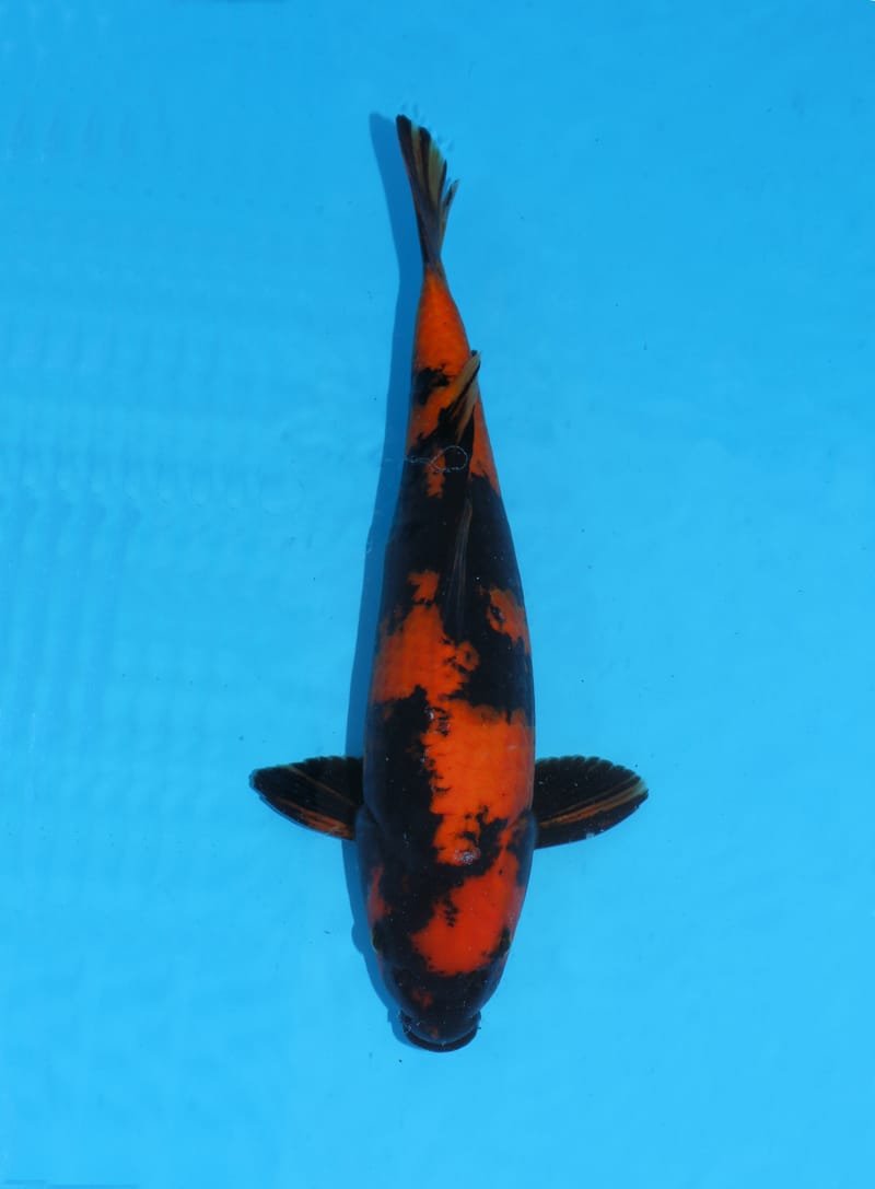 Howie Koi Dorset aquatic shop Dorchester aquatics Fish uk for sale aqu