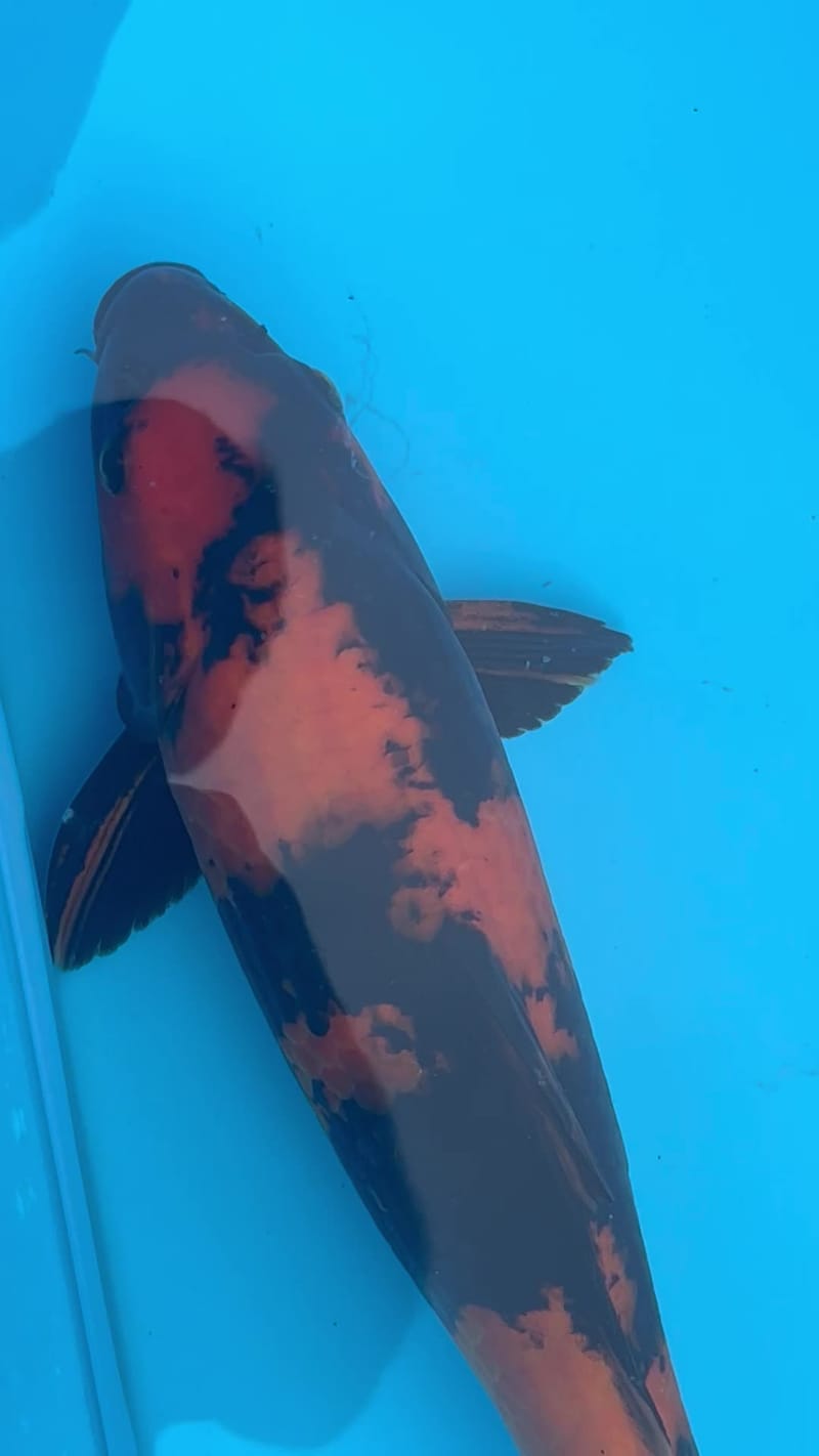 Howie Koi Dorset aquatic shop Dorchester aquatics Fish uk for sale aqu