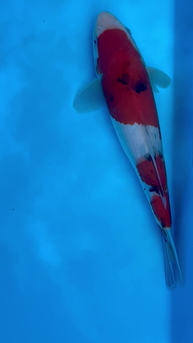 Howie Koi Dorset aquatic shop Dorchester aquatics Fish uk for sale aqu