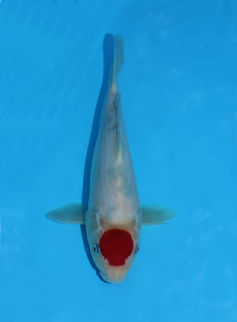 Howie Koi Dorset aquatic shop Dorchester aquatics Fish uk for sale aqu