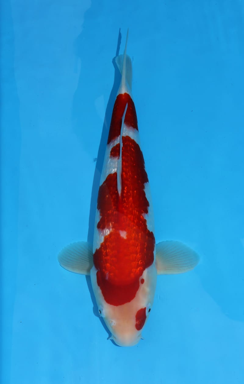 Howie Koi Dorset aquatic shop Dorchester aquatics Fish uk for sale aqu