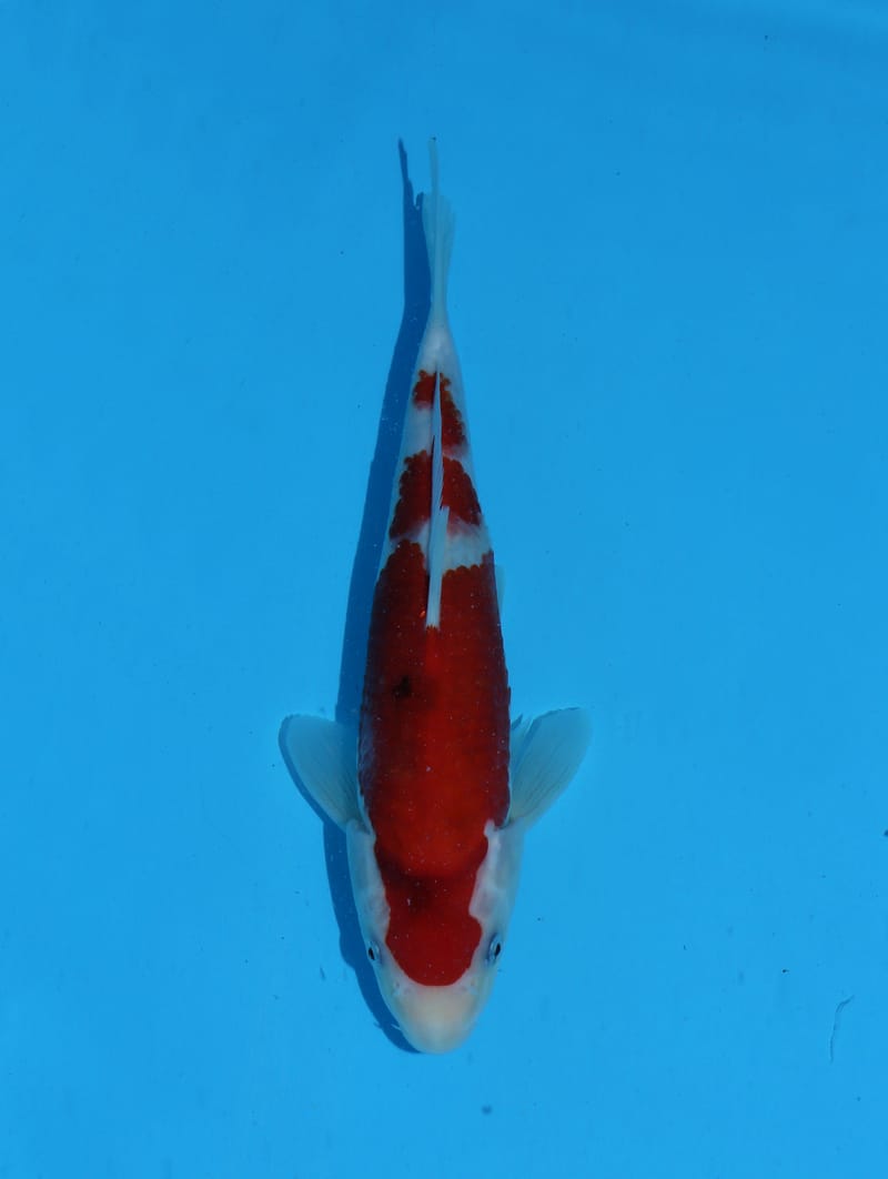 Howie Koi Dorset aquatic shop Dorchester aquatics Fish uk sale