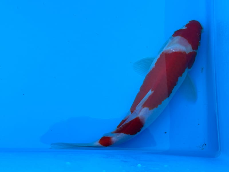 Howie Koi Dorset aquatic shop Dorchester aquatics Fish uk sale