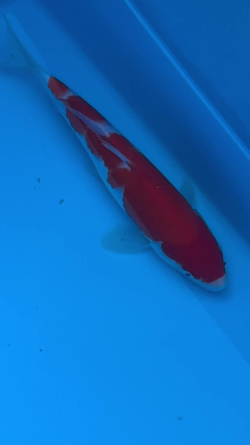 Howie Koi Dorset aquatic shop Dorchester aquatics Fish uk sale
