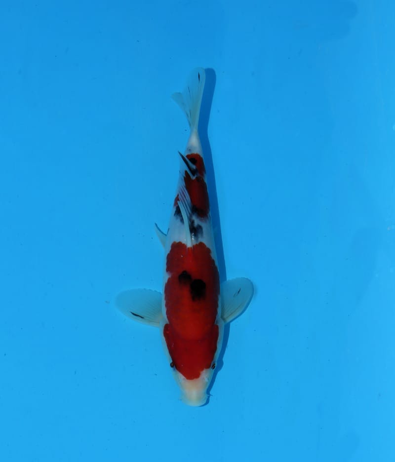 Howie Koi Dorset aquatic shop Dorchester aquatics Fish uk sale