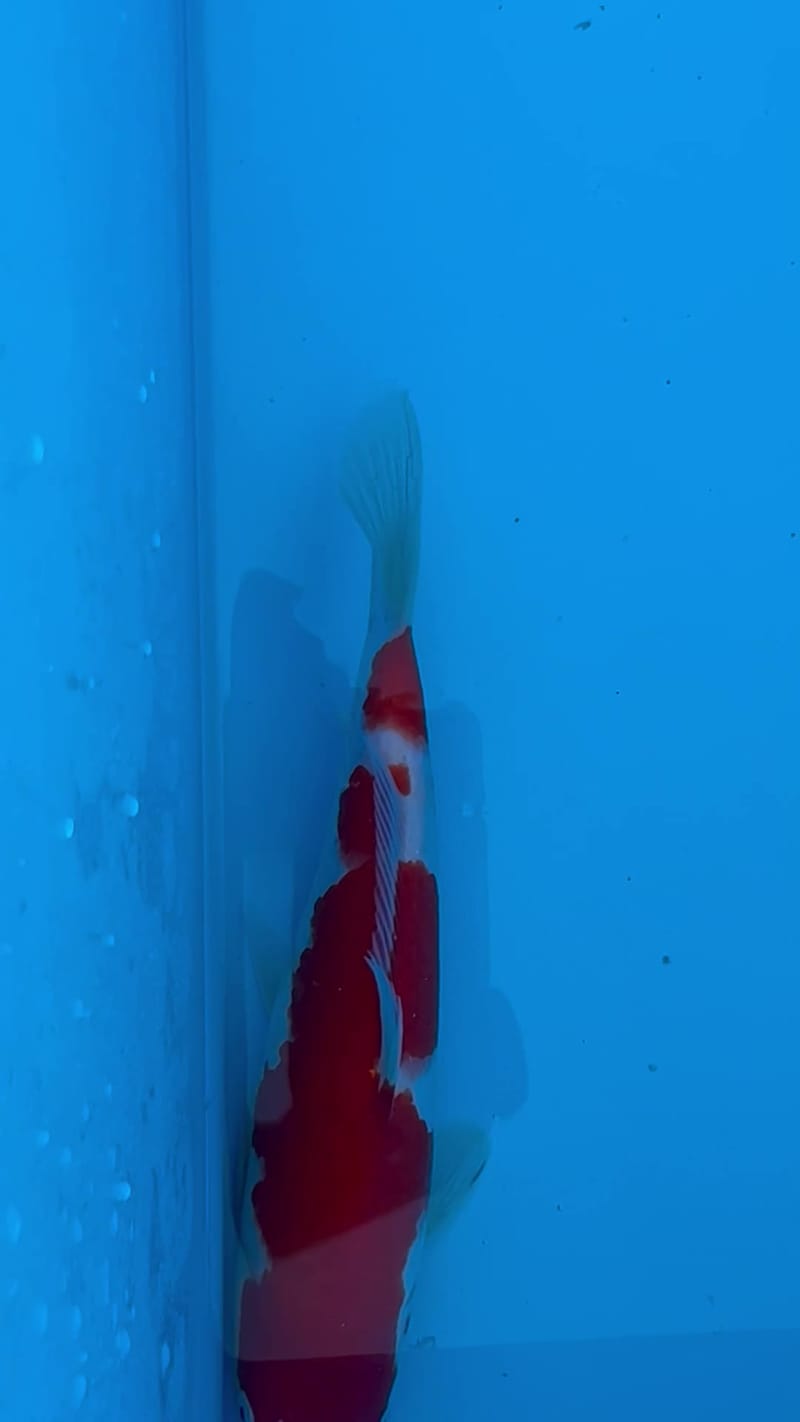 Howie Koi Dorset aquatic shop Dorchester aquatics Fish uk for sale aqu