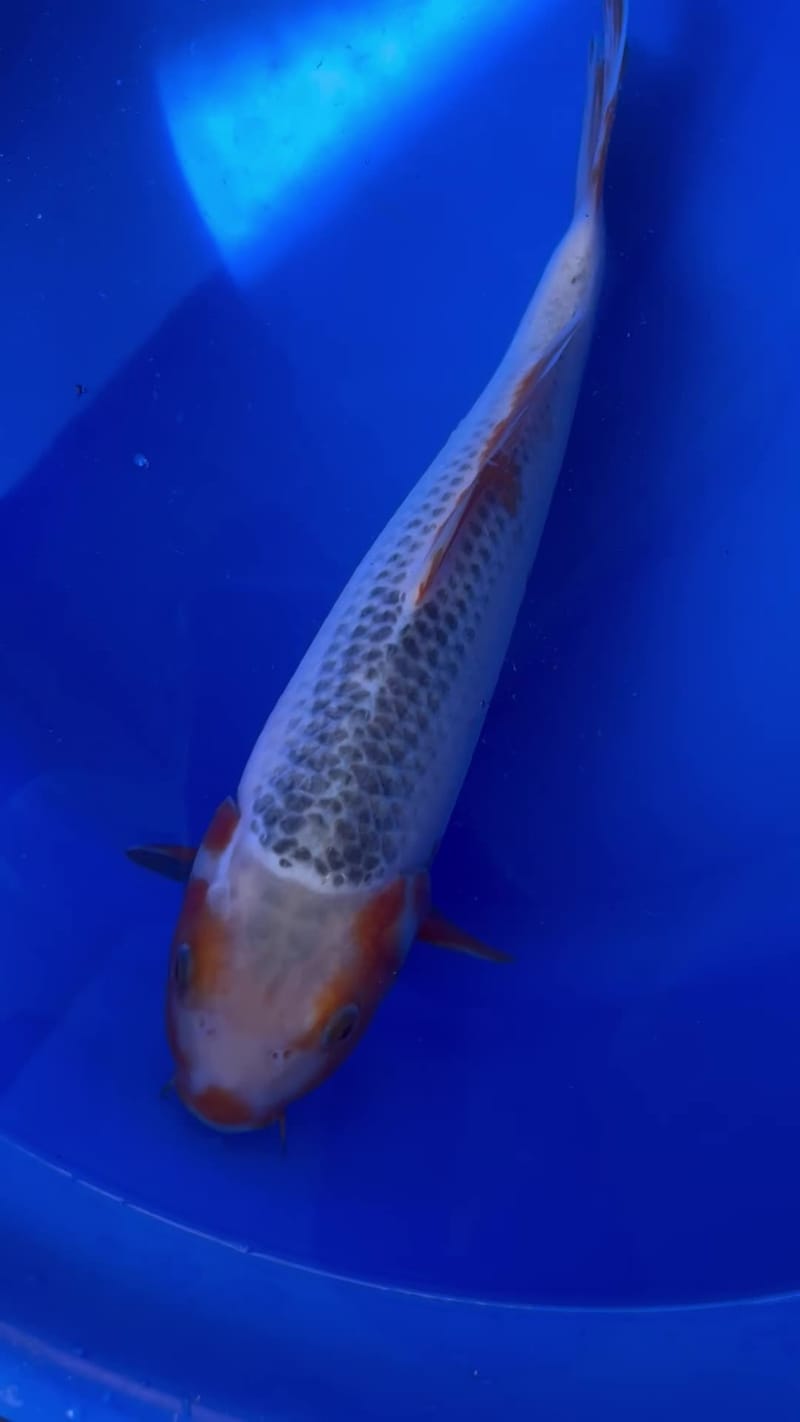 Gin Rin Asagi Nisai 41cm Koshiji TK4 - Howie Koi Dorset