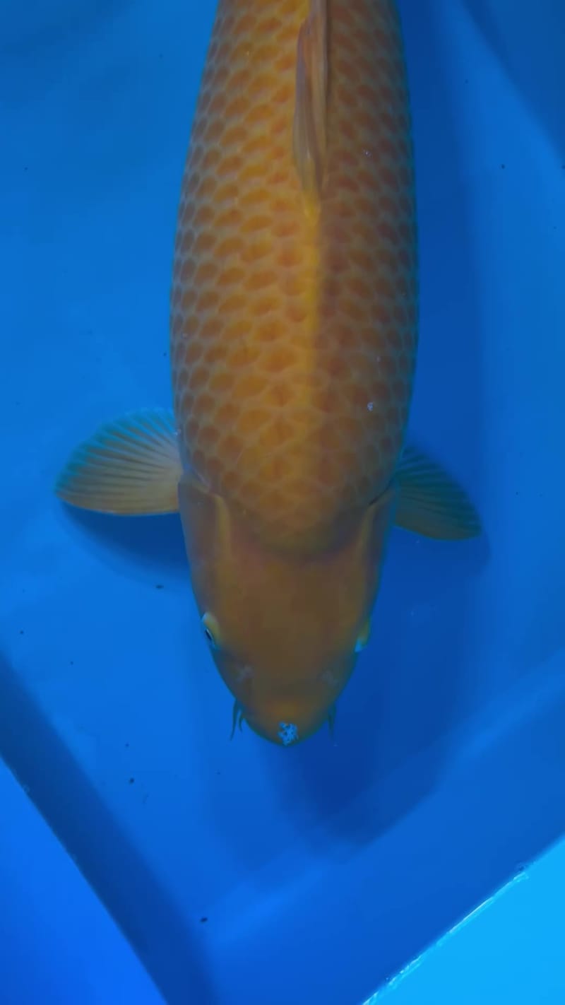 Chagoi, Saragoi, Karasigoi - Howie Koi Dorset