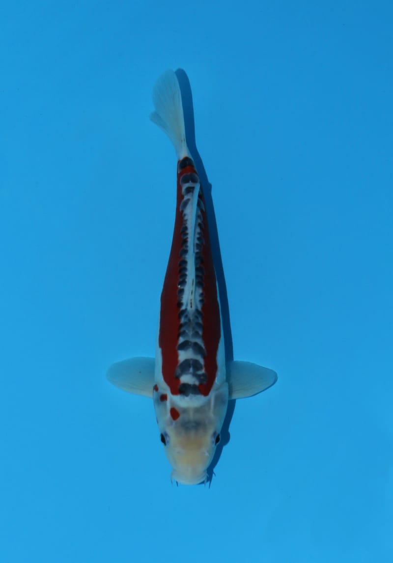 Hi Shusui Maruhiro 35cm TK4 - Howie Koi Dorset