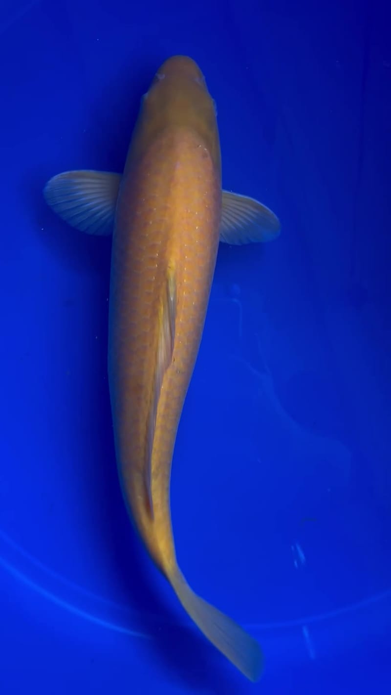 Chagoi, Saragoi, Karasigoi - Howie Koi Dorset