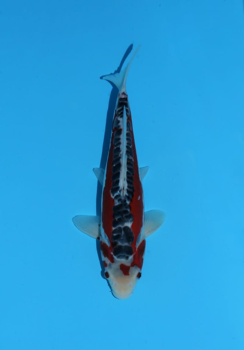 Hi Shusui Maruhiro 35cm TK4 - Howie Koi Dorset