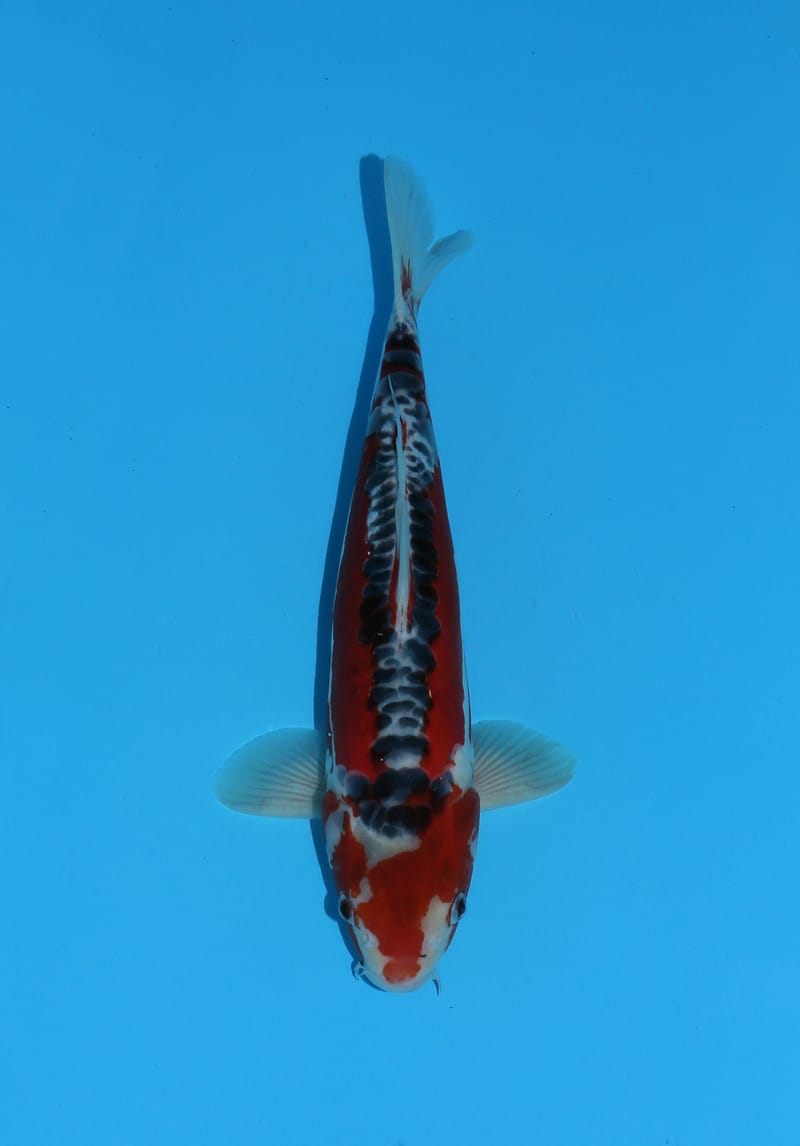 Hi Shusui Maruhiro 38cm TK4 - Howie Koi Dorset