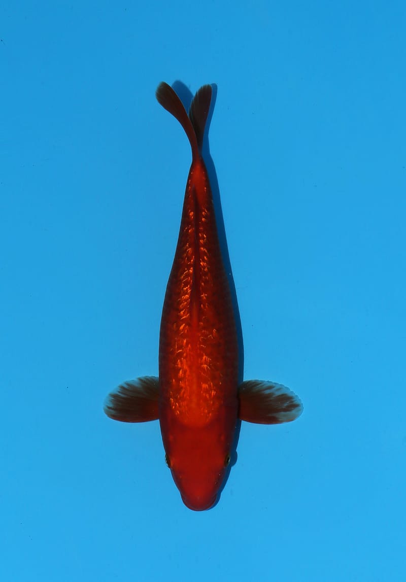 Howie Koi Dorset aquatic shop Dorchester aquatics Fish uk sale