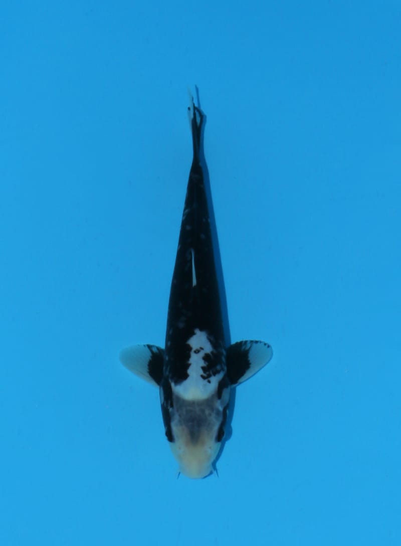 Howie Koi Dorset aquatic shop Dorchester aquatics Fish uk sale