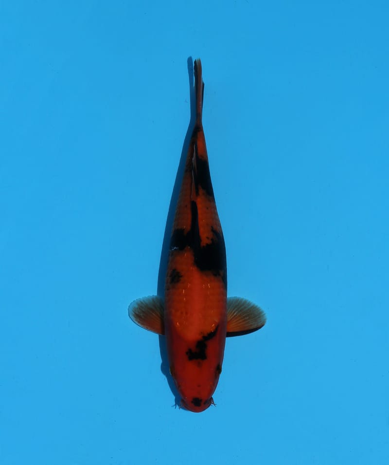 Howie Koi Dorset aquatic shop Dorchester aquatics Fish uk sale