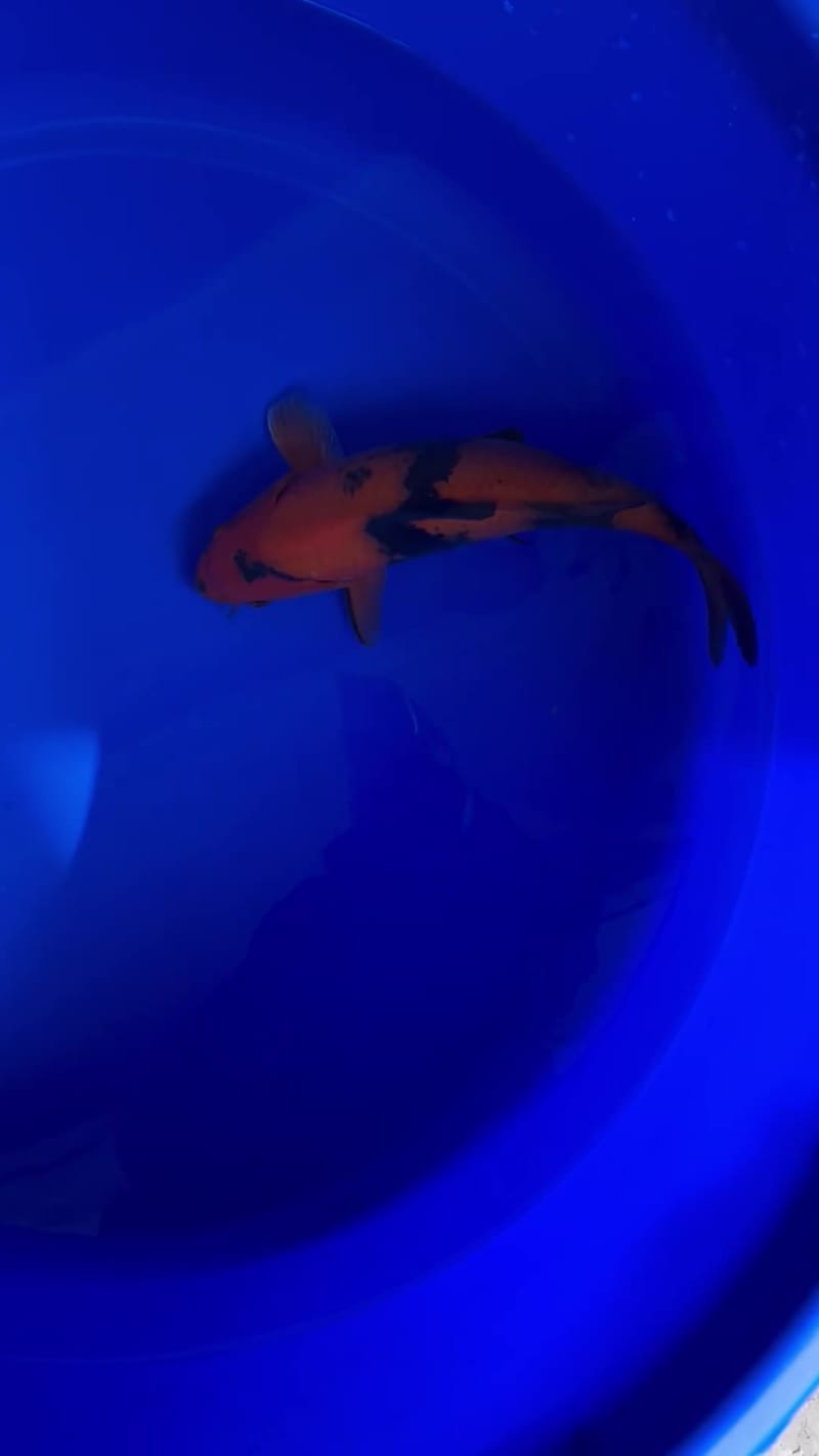 Howie Koi Dorset aquatic shop Dorchester aquatics Fish uk sale