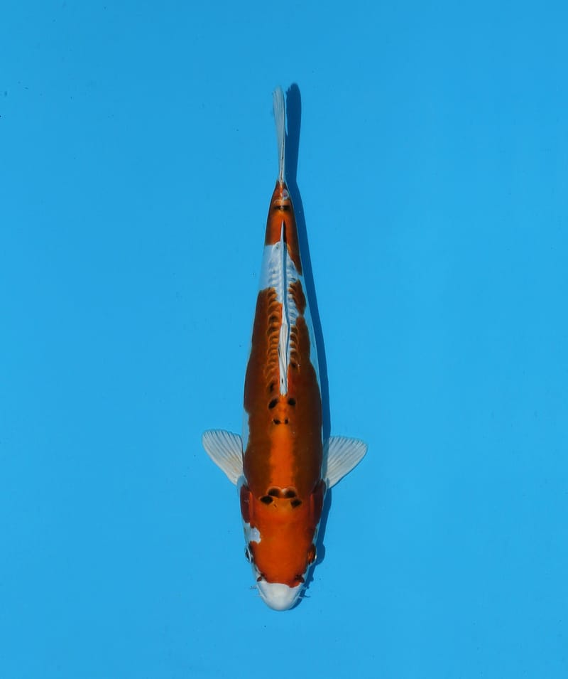 Howie Koi Dorset aquatic shop Dorchester aquatics Fish uk sale