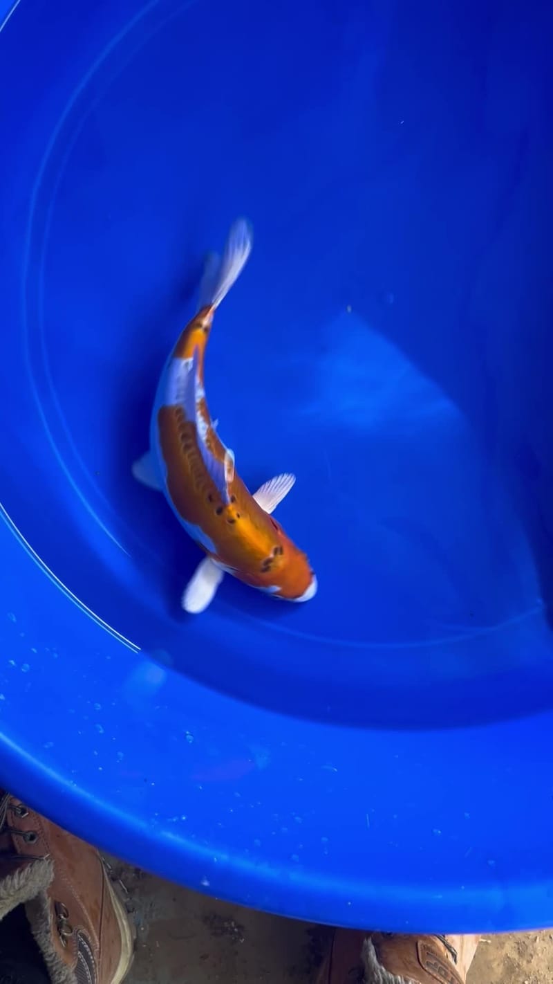 Howie Koi Dorset aquatic shop Dorchester aquatics Fish uk sale