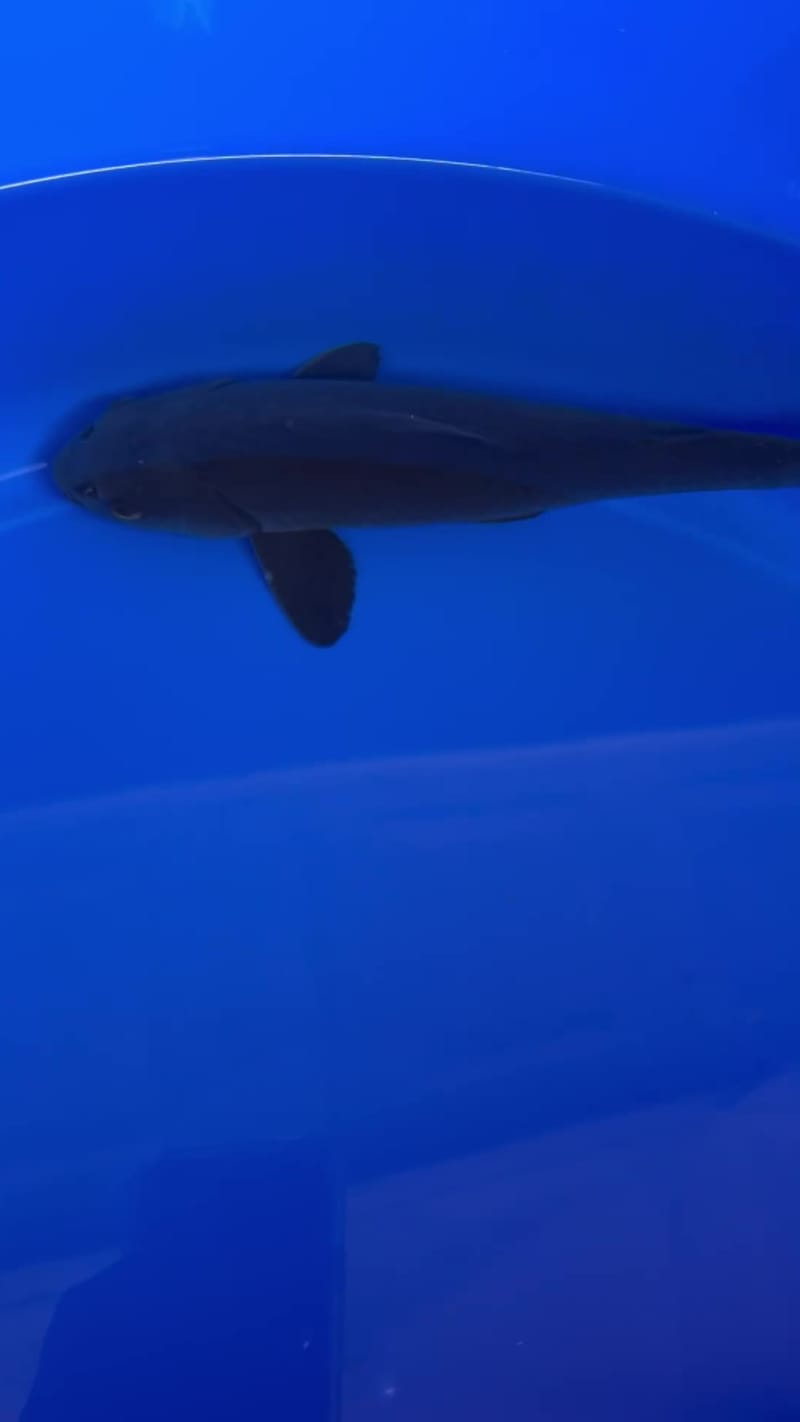 Howie Koi Dorset aquatic shop Dorchester aquatics Fish uk sale